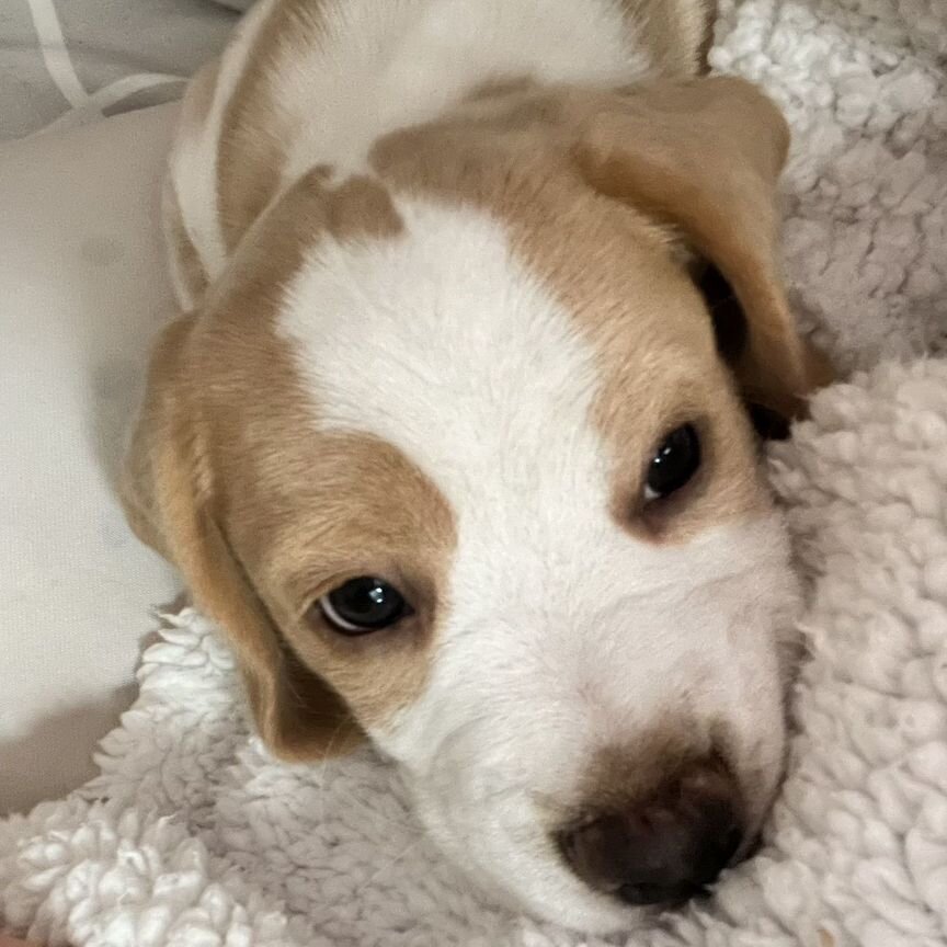 Щенок бигль биколор