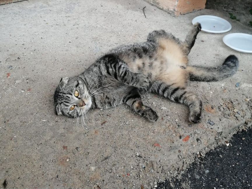 Породистая кошка на улице