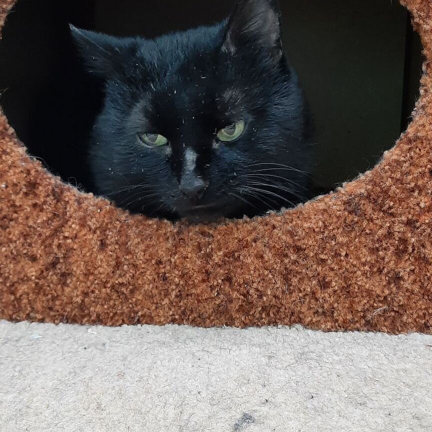 Котик в добрые руки