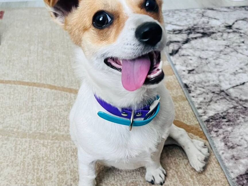 Джек Рассел терьер метис в добрые руки