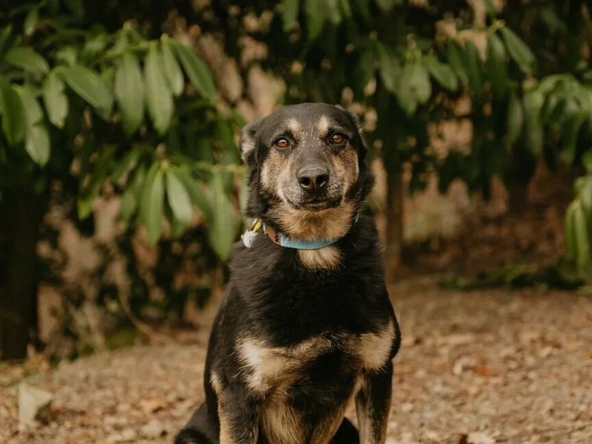 Собака в добрые руки