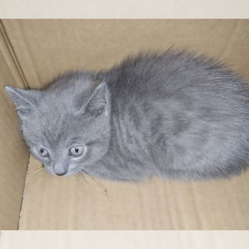 Шотландский вислоухий короткошёрстный котёнок