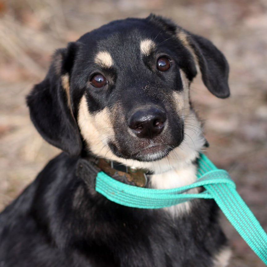 Щенок в добрые руки