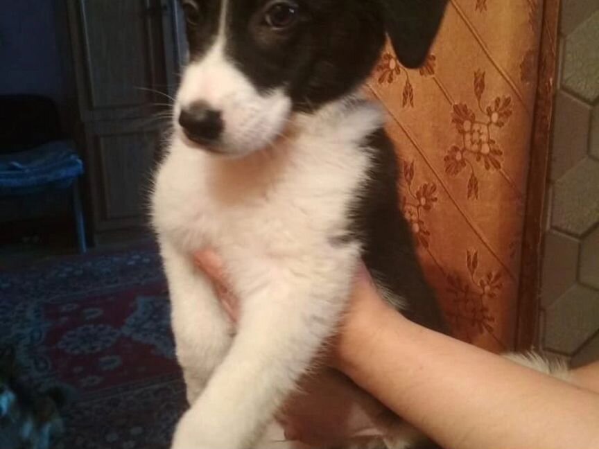 Щенок в добрые руки