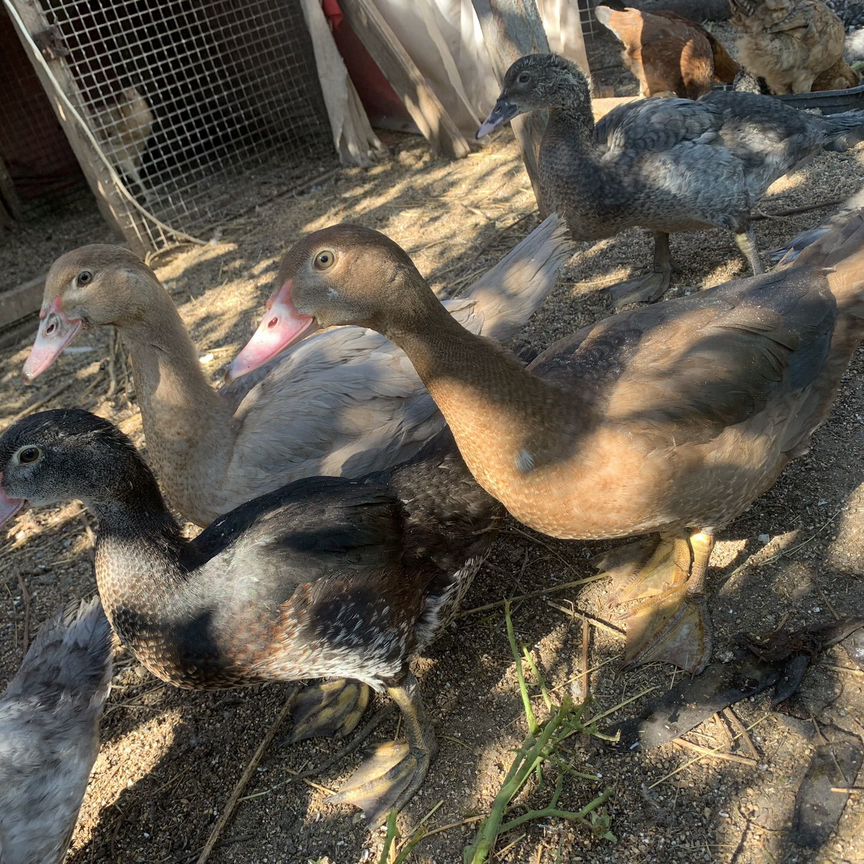 Мускусные голубые утки индоутки