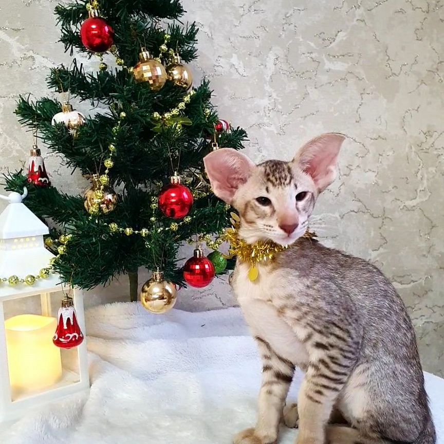 Ориентальный котёнок
