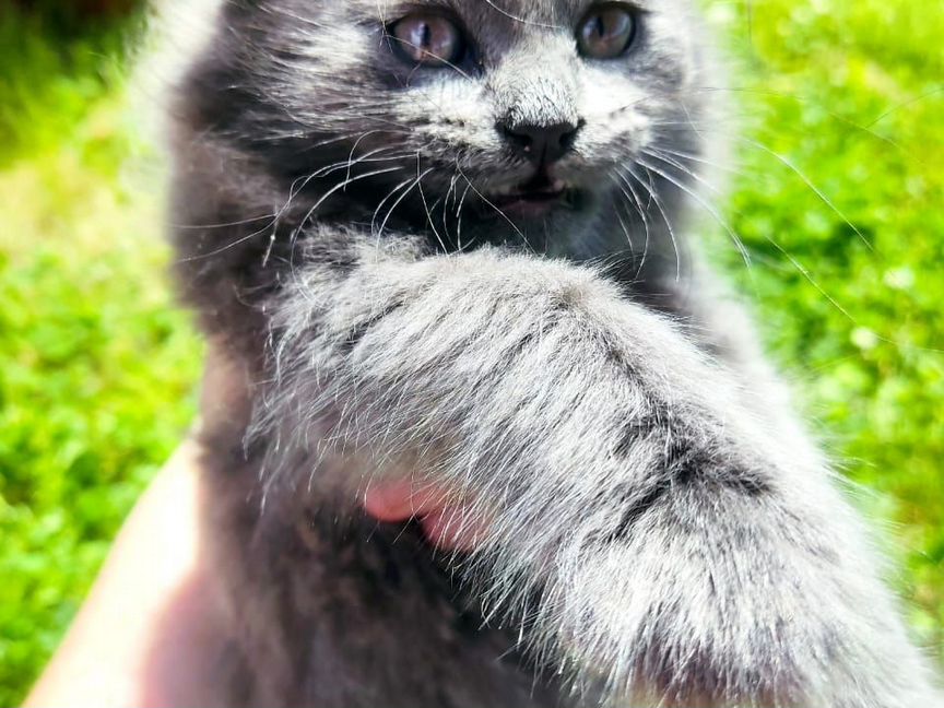 Британские котята