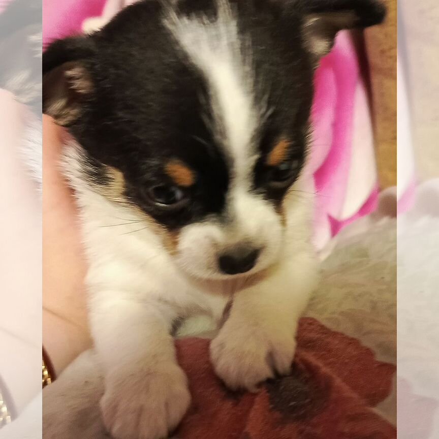 Щенки чихуахуа