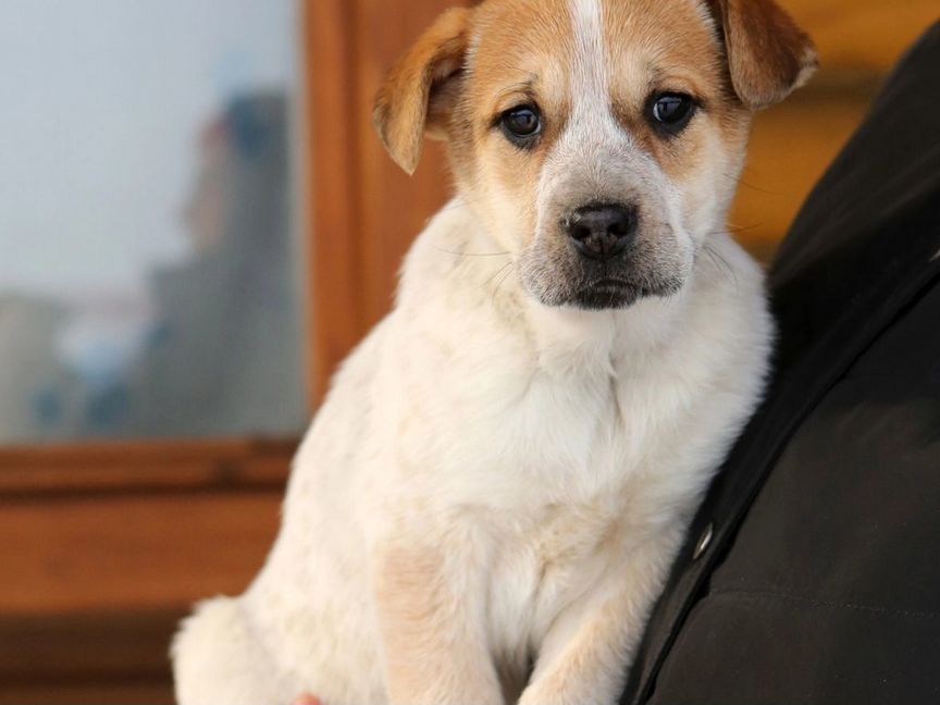 Милейший щенок-девочка Кристи