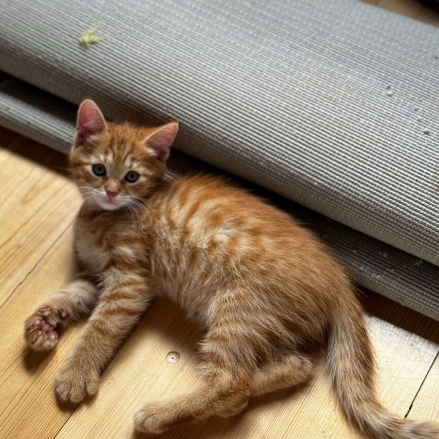 Котенок мальчик 2 месяца привитый