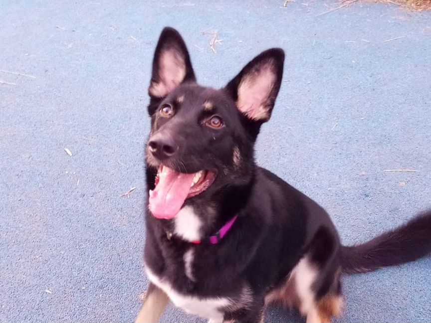 Отдам в добрые руки