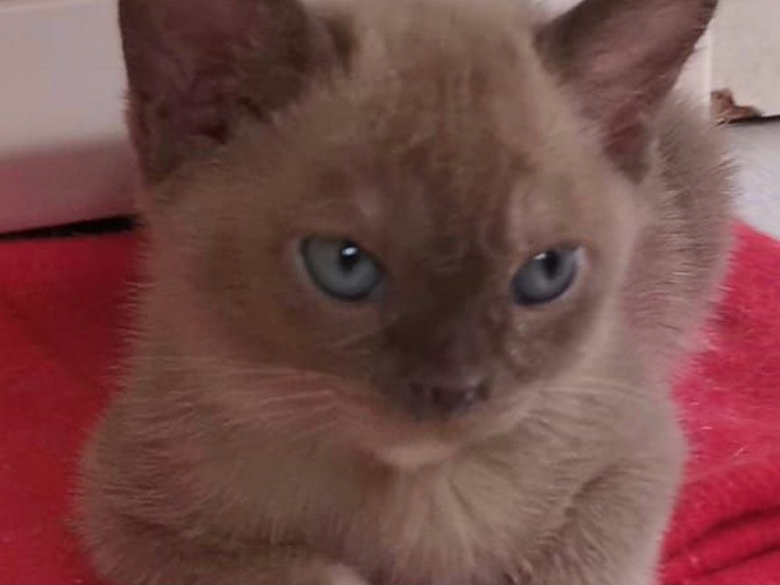 Бурманские чудо