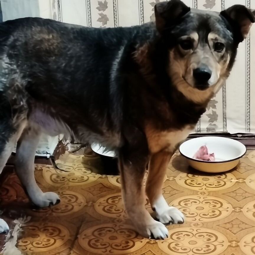 Взрослый пёс в добрые руки