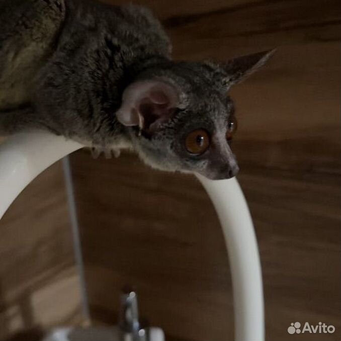 Сенегальский галаго