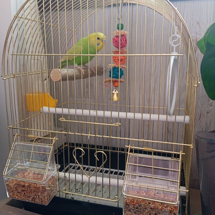 Волнистый попугай ручной