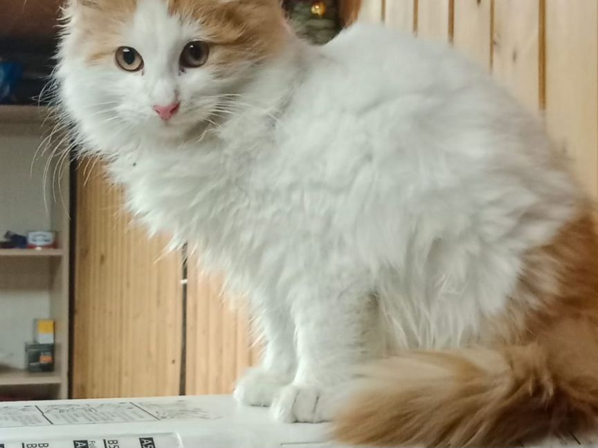 Котёнок подросток Рыжик