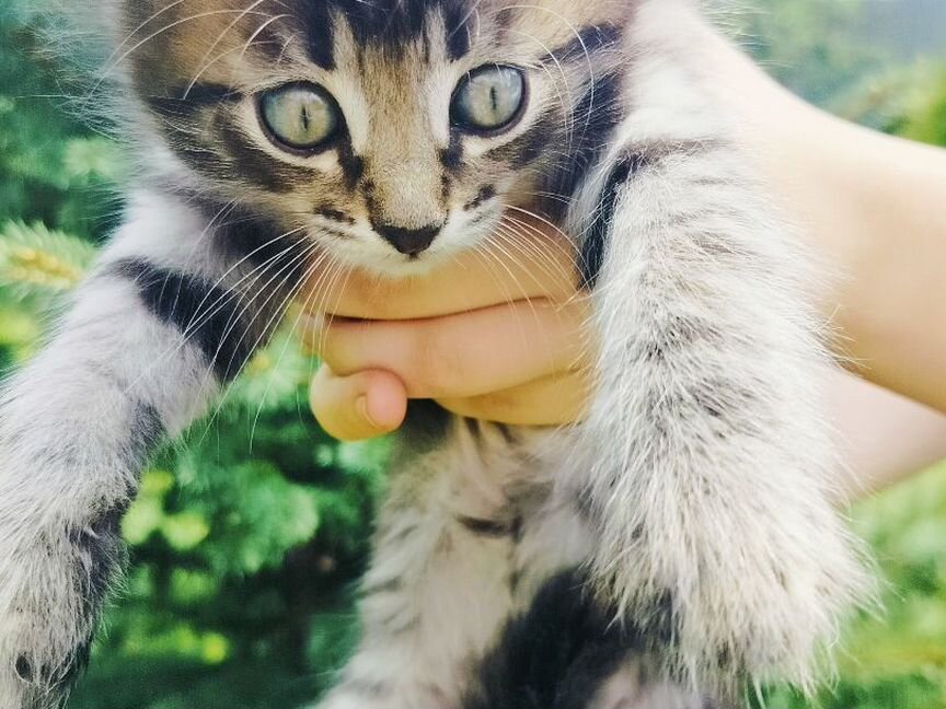 Подарю очаровательных котят