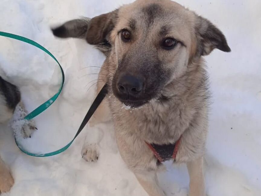 Нежная малышка Астра