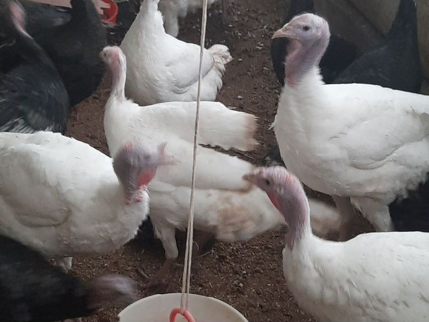 Индюки домашние