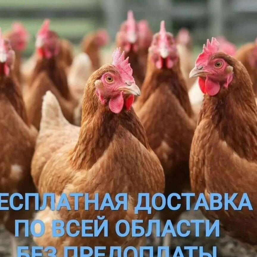 Куры-несушки доставка в Мосальск