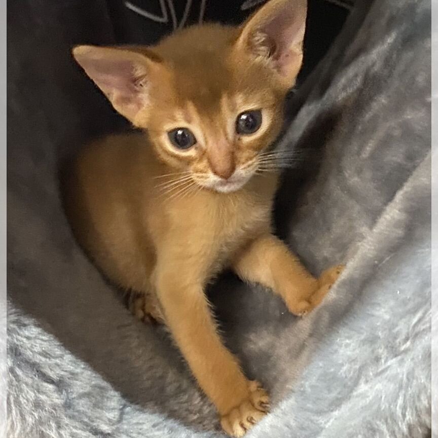 Абиссинские мальчики