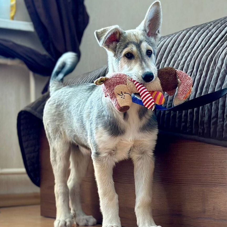 Буч, щенок хаски и лайки в добрые руки