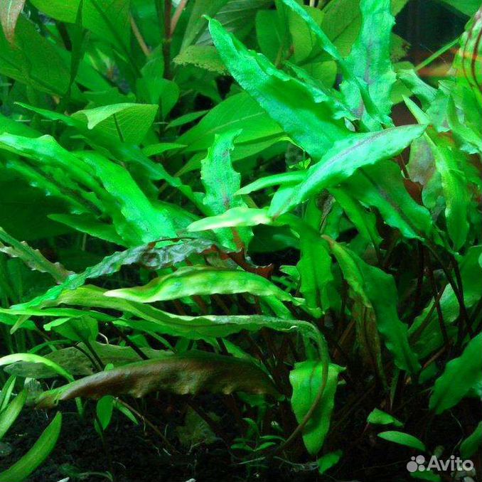 Криптокорина Вендта зеленая