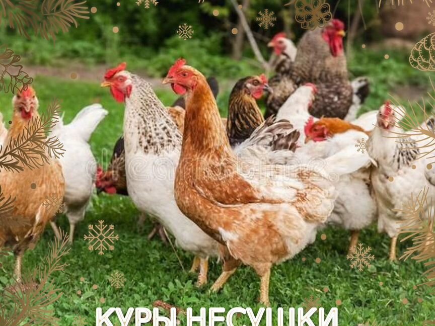 Куры несушки с доставкой
