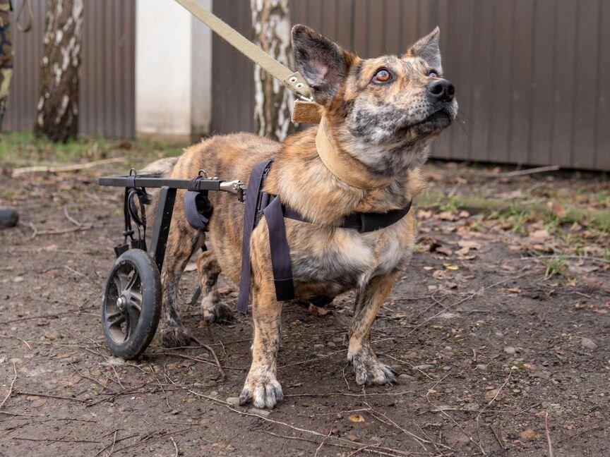 Особенная Тигра хочет быть домашней