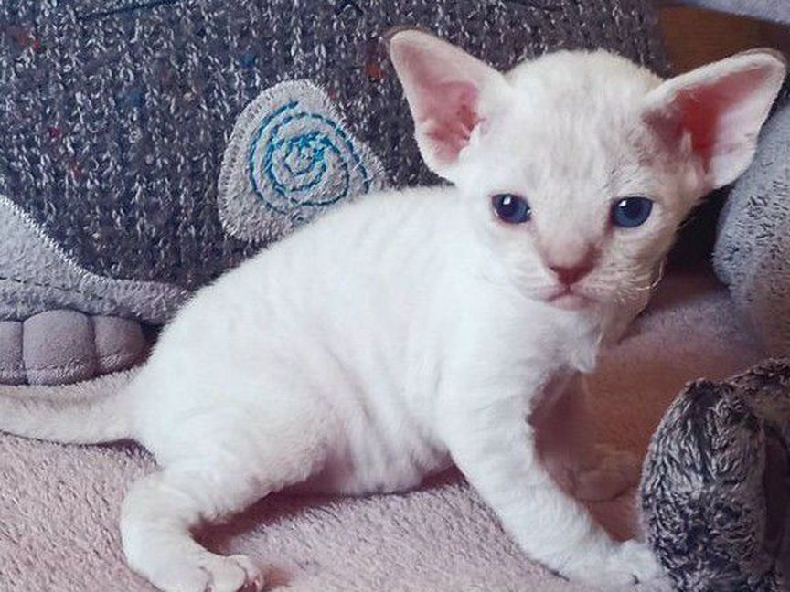 Котята Девон-рекс