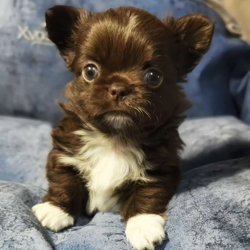 Чихуахуа, щенок