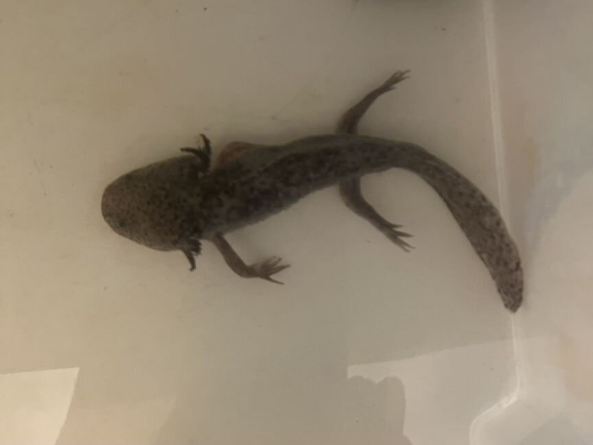 Аксолотль