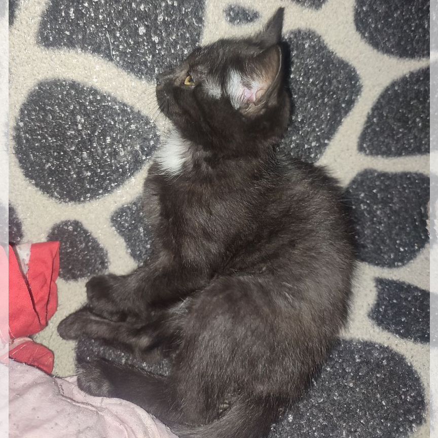 Котенок,девочка в добрые руки