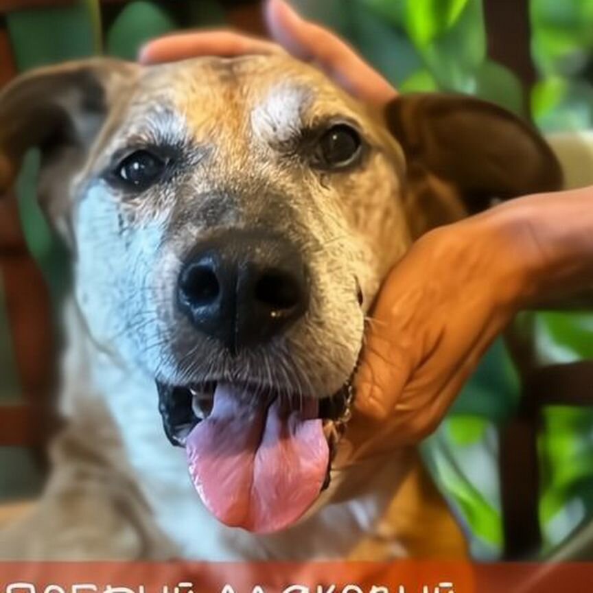 Взрослый пёс в добрые руки