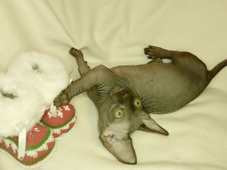 Бомбическа кошечка