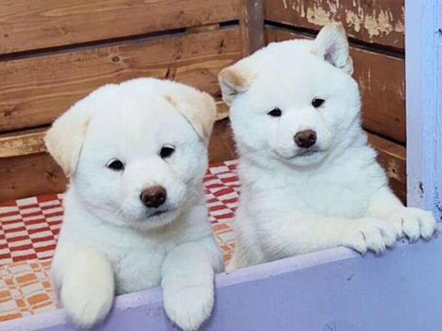 Белые Сиба (Шиба ) ину- мальчишки