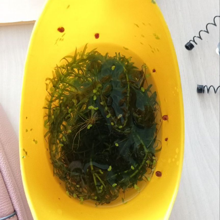 Трава для аквариума