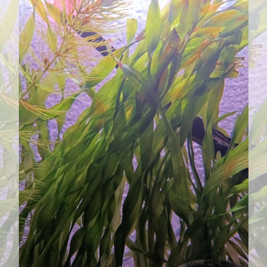 Аквариумное растение валлиснерия спиральная