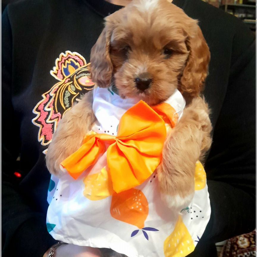 Кавапу, щенок