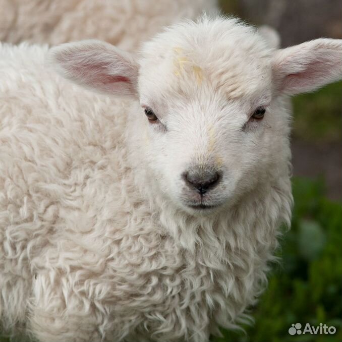Продам барашек