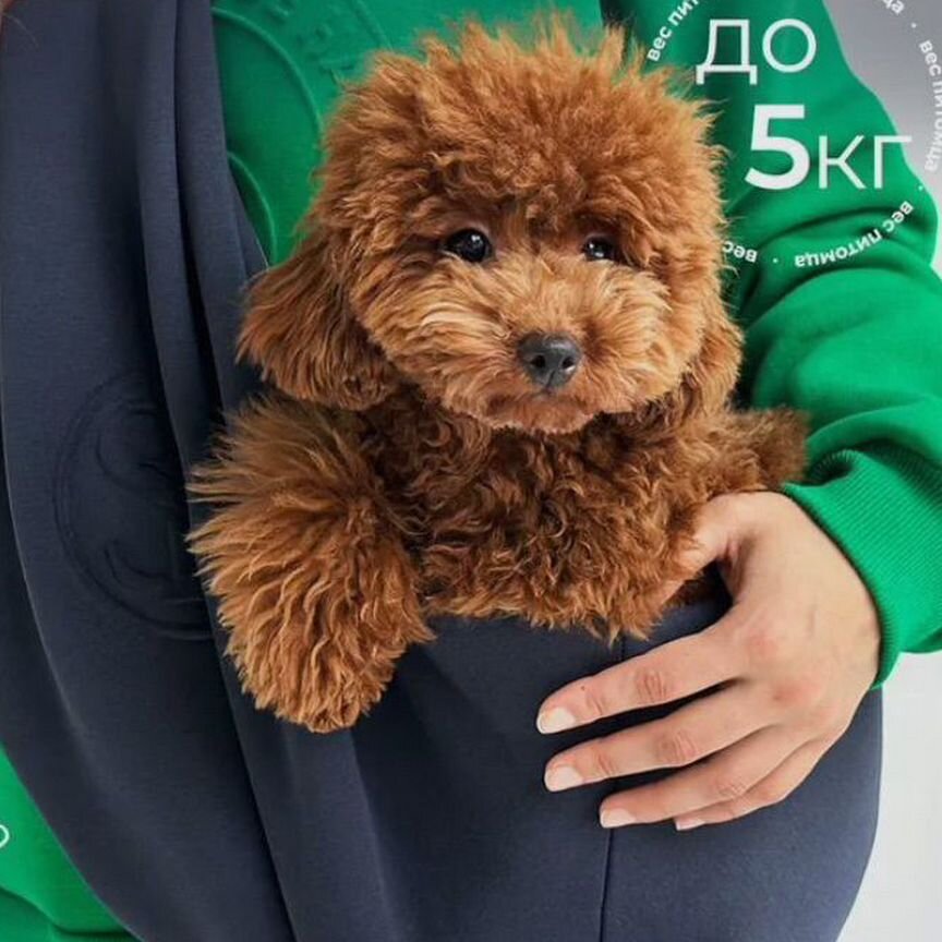 Слинг переноска для собак