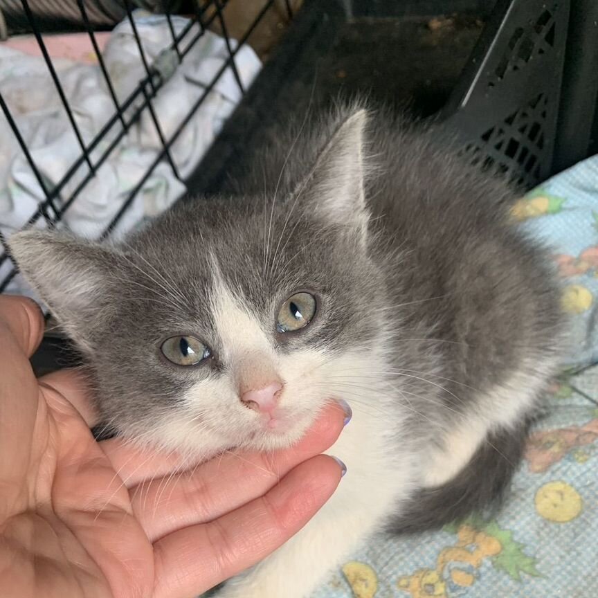 Котята ищут дом