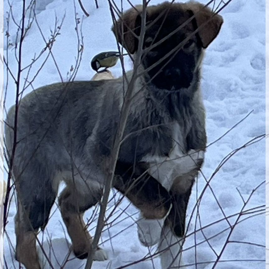 Щенок в добрые руки