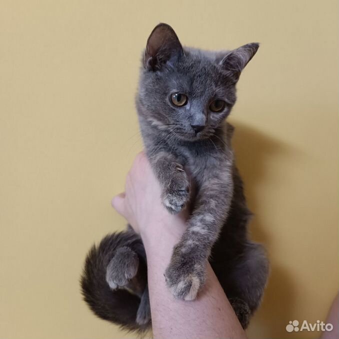 Маленькая красотка