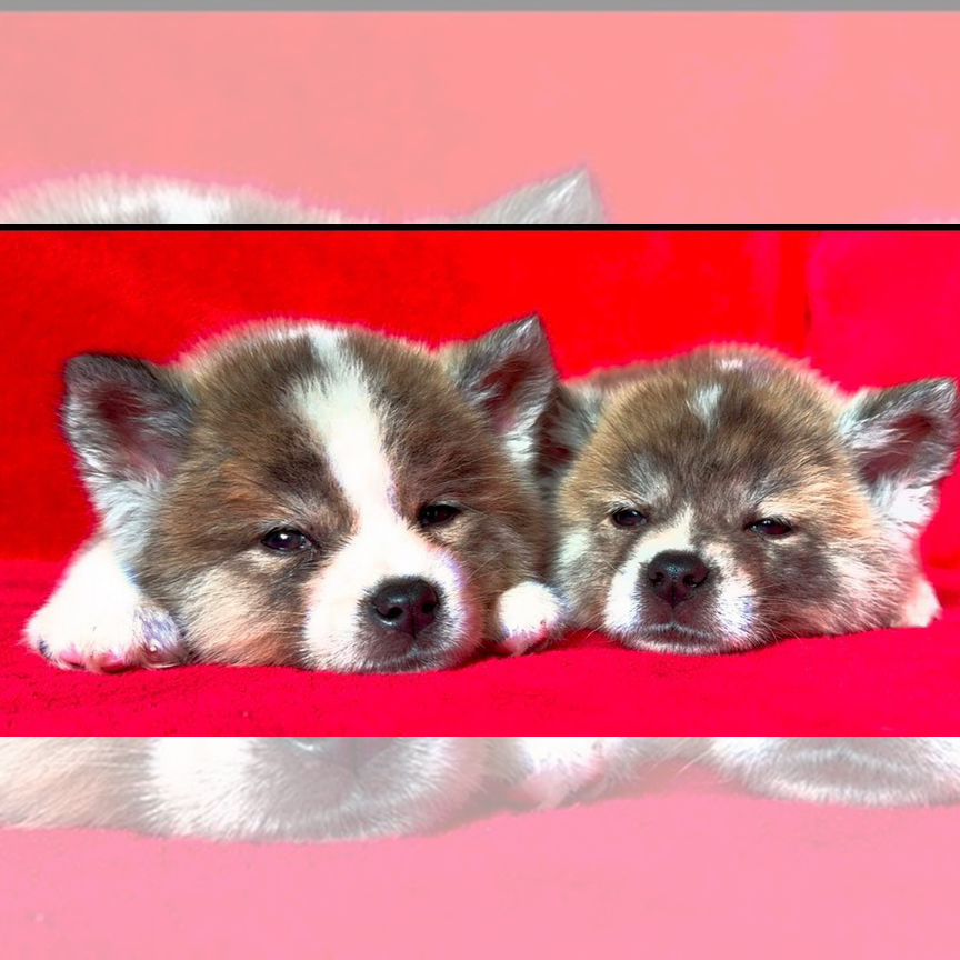 Акита-ину, щенок