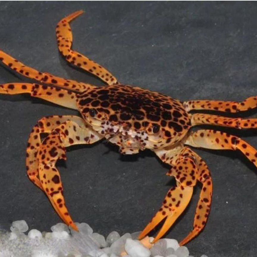 Краб пантера, краб вампир пурпурный