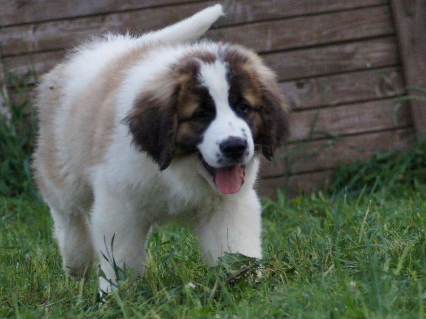 Щенки Московской Сторожевой