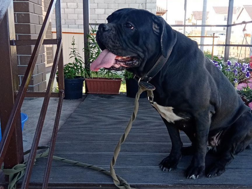 Кане Корсо отдам