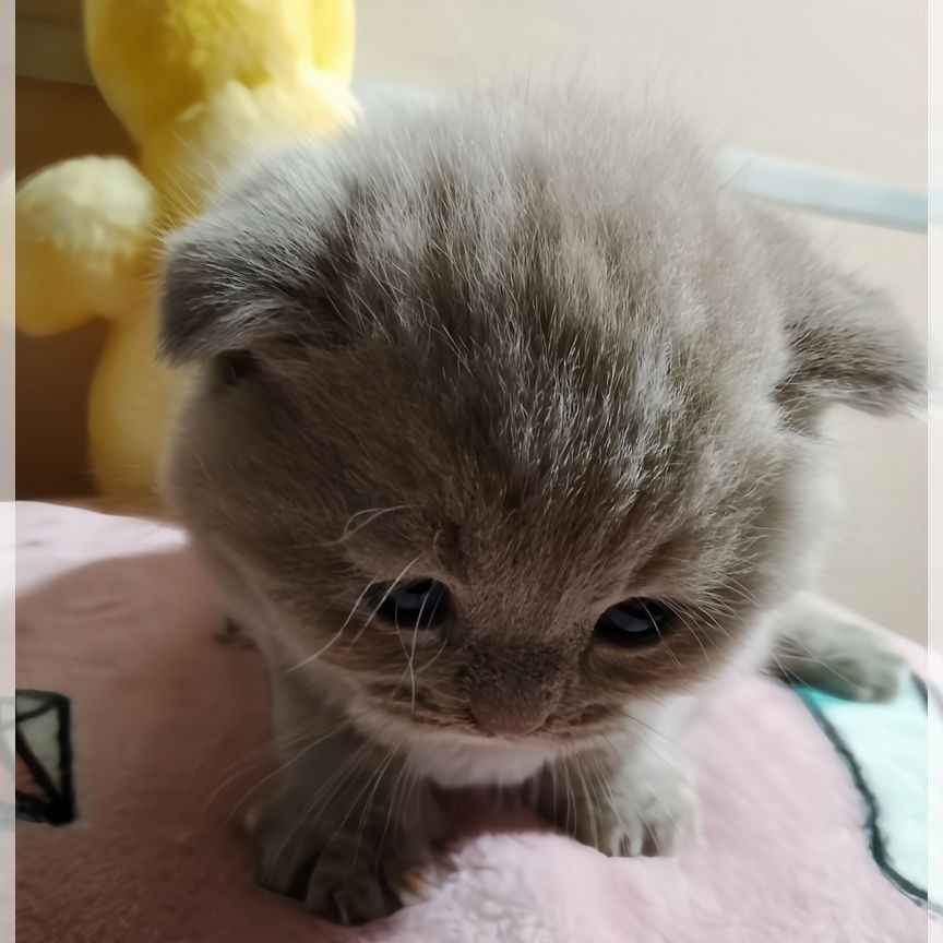 Шотландский вислоухий короткошёрстный котёнок
