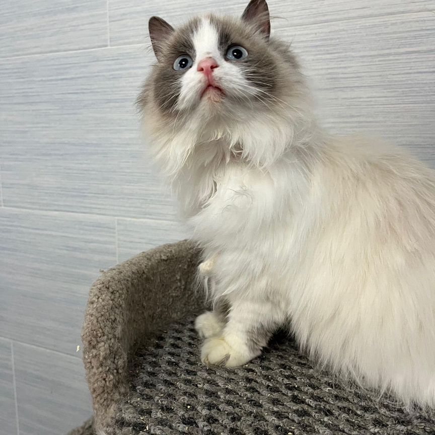 Котенок ласковая пушишка